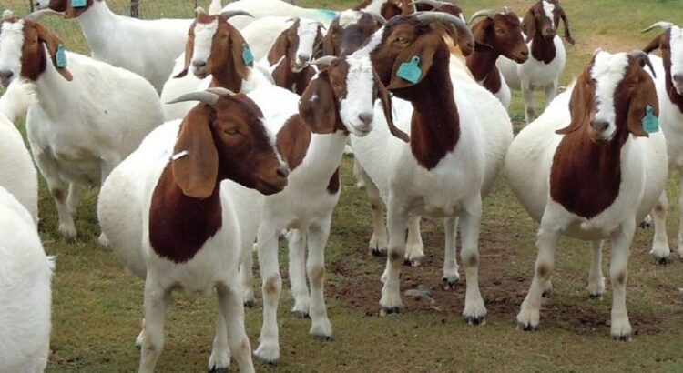 Tak Banyak Diketahui! Inilah Kambing Boerka, Kambing Pedaging ...