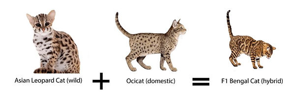 Bengal Characteristics | Panthera Leopard Ben