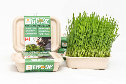 Grow@Home - Wheat Kit | FOG Farms