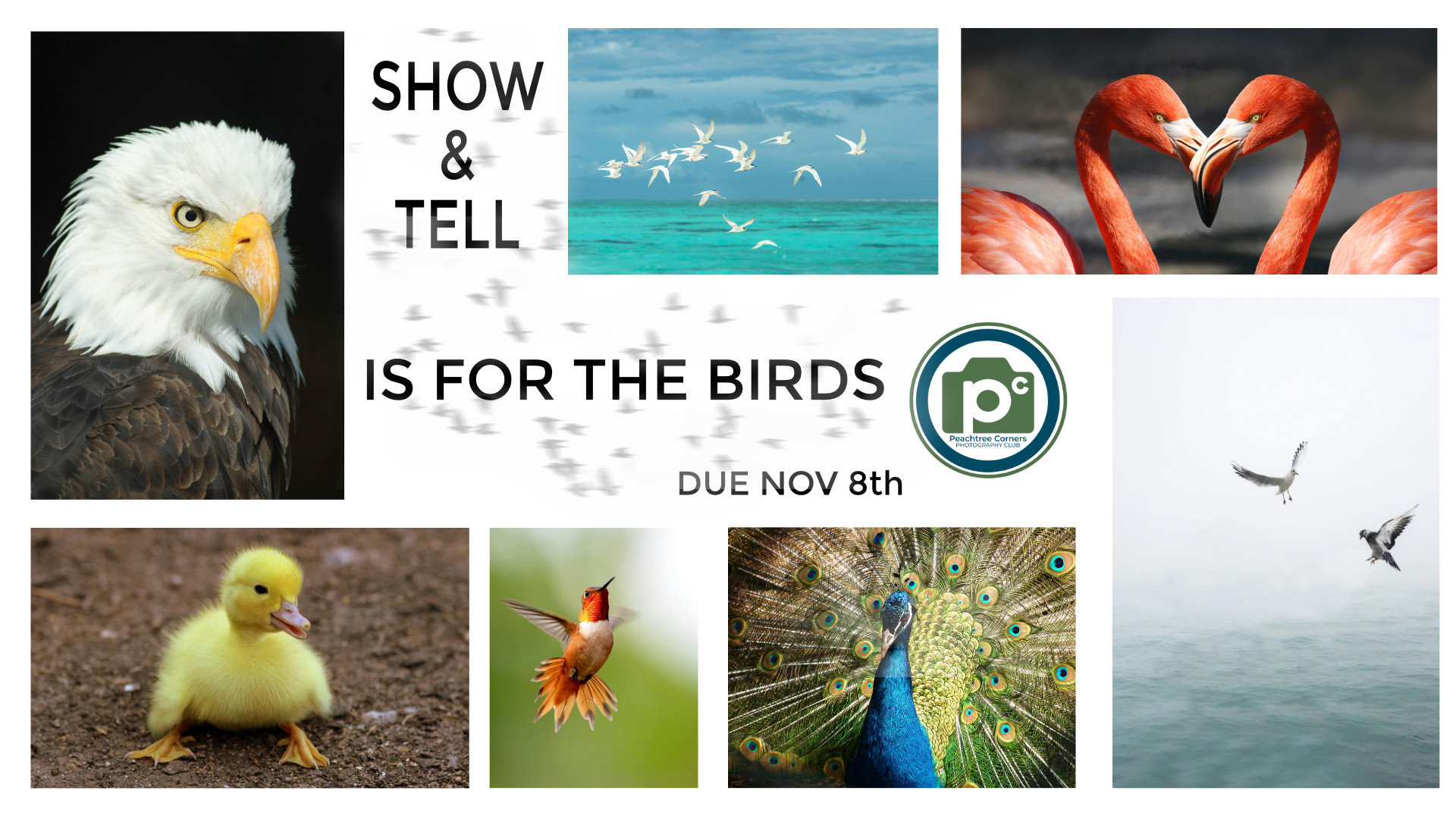 November 08, 2025: "Birds" Show & Tell | Monthly Theme