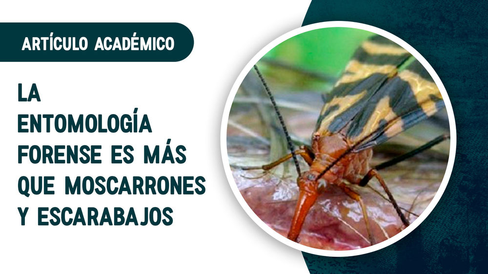 La entomología forense es más que moscarrones y escarabajos