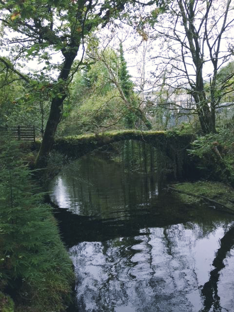 Celtic Rainforest | Wild Wales Tours, where you can experience Welsh ...