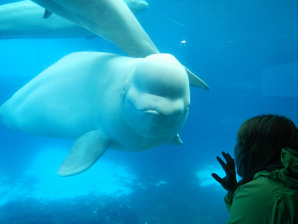 Marineland Euthanizes 7-year-old Beluga Whale