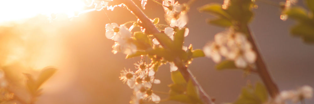 Seeking Biblical Wisdom | Christian Beauty