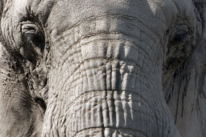 Nature and Animals | gwen-wiggins