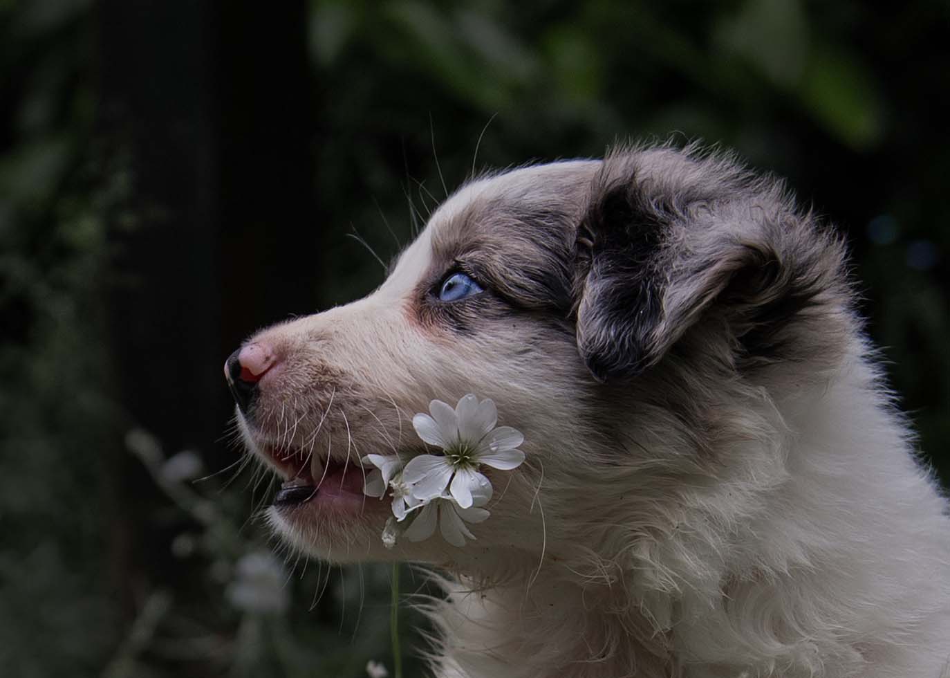 Photographer | Pawsforaphoto | Cheshire