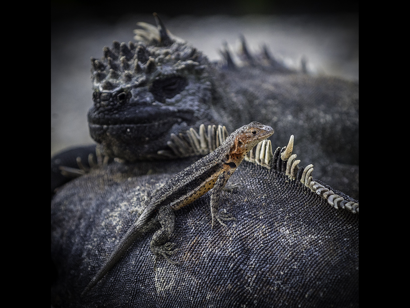 Pet Photographer | Pawsforaphoto | Much More