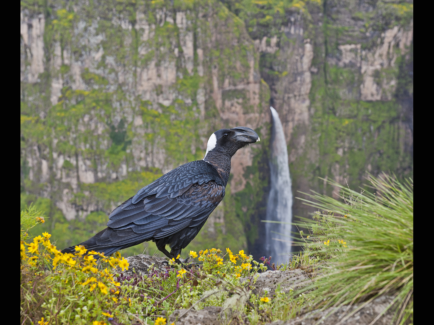 Pet Photographer | Pawsforaphoto | Much More