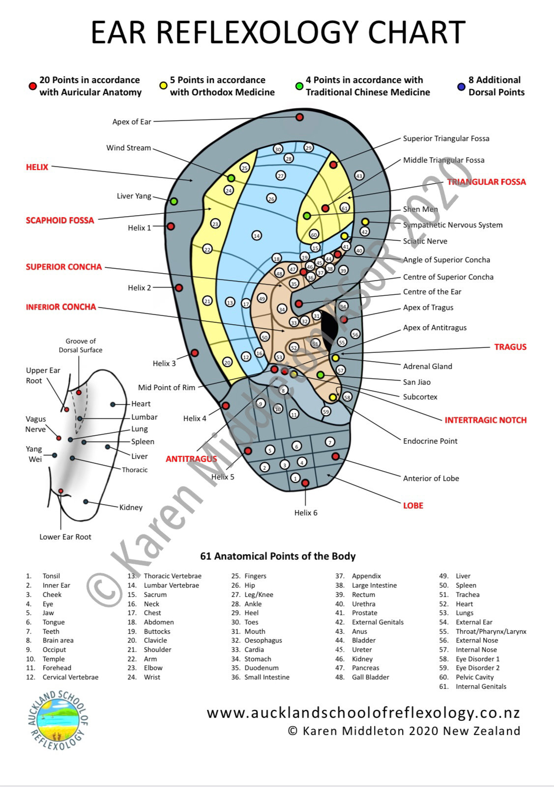 Ear Reflexology Chart Poster Ear Chart Poster Chart Poster, 41% OFF