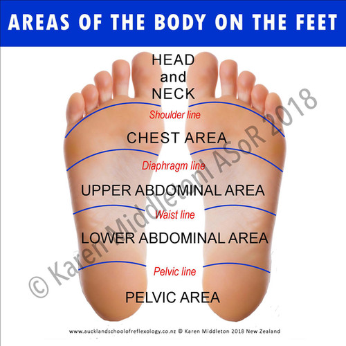 Areas of the Body on the Feet | ASoR