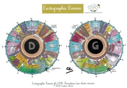 C'EST QUOI L'IRIDOLOGIE? | Anais naturo
