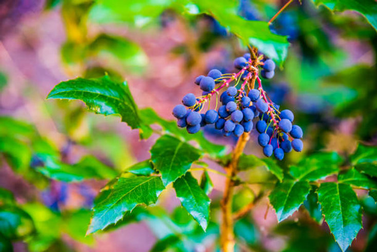 Unlocking the Secrets of Oregon Grape Root: Origins, History, and ...
