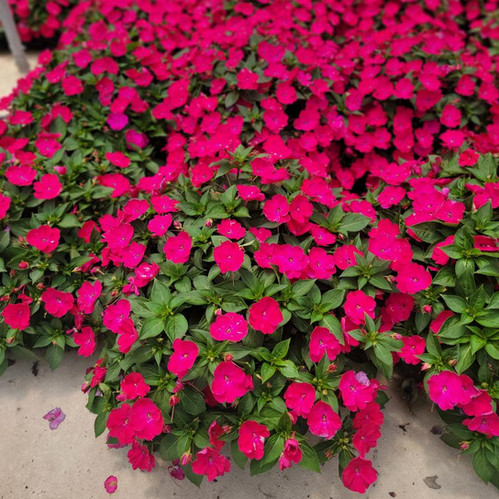 Sunpatiens - Rose Glow - 6" Pot | Whittemores Landscap