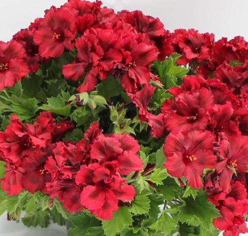 Geranium Regal Elegance Claret | SCGardenCenterStore