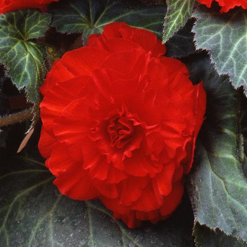 Begonia tuberous AmHyb Ruffled Scarlett Red | SCGardenCenterStore