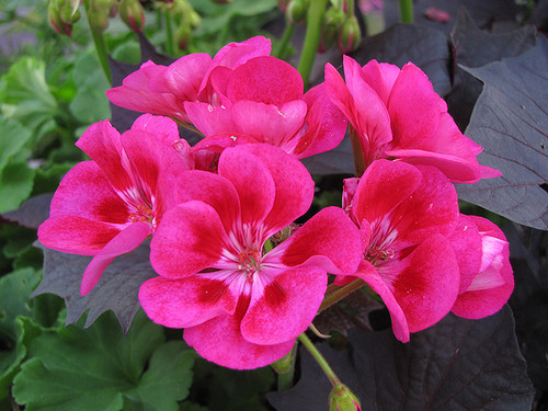 Geranium Zonal Patriot Berry Parfait | SCGardenCenterStore