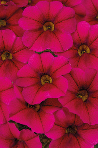 Calibrachoa Calitastic Raspberry | SCGardenCenterStore