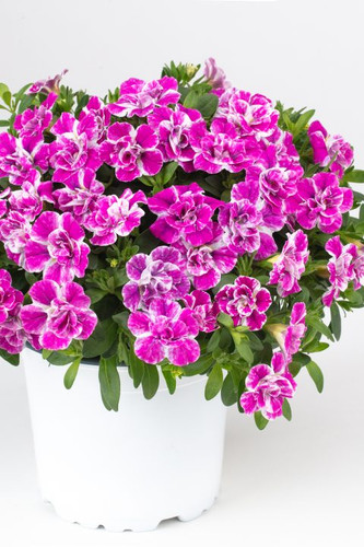 Calibrachoa Candy Shop Double Bubblegum | SCGardenCenterStore