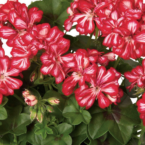Geranium Ivy Great Balls of Fire Stars and Stripes | SCGardenCenterStore