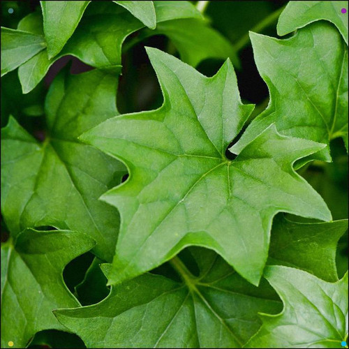 German Ivy | SCGardenCenterStore