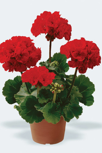 Geranium Zonal Darko Velvet Red | SCGardenCenterStore