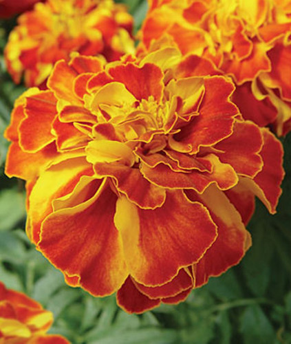 Marigold Fireball | SCGardenCenterStore