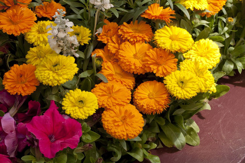 Calendula Costa Mix | SCGardenCenterStore