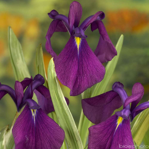 Iris Ensata Variegata | SCGardenCenterStore