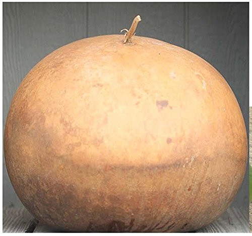 Giant Bushel Gourd | SCGardenCenterStore