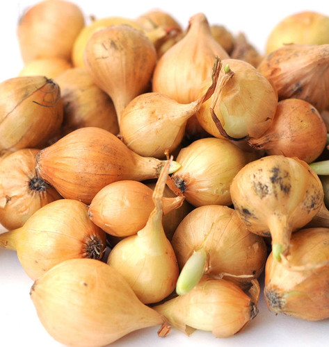 Onion Multiplier Sets | SCGardenCenterStore