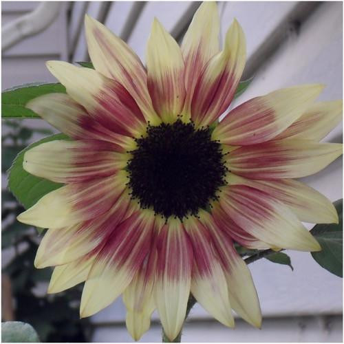 Sunflower Ruby Eclipse | SCGardenCenterStore