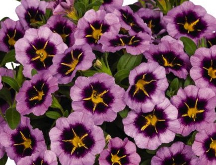 Calibrachoa Tik Tok Grape | SCGardenCenterStore