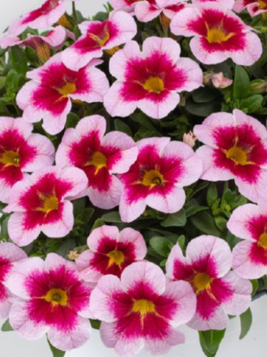 Calibrachoa Calibasket Strawberry Wine | SCGardenCenterStore