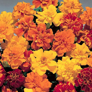 Marigold Safari Mix | SCGardenCenterStore