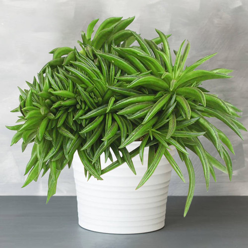Peperomia Happy Bean | SCGardenCenterStore