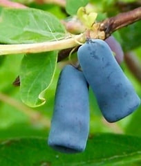 Haskap Berry Blue | SCGardenCenterStore