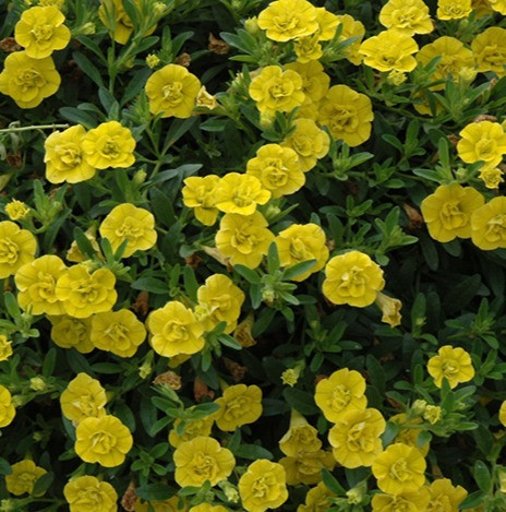 Calibrachoa Celebration Double Yellow | SCGardenCenterStore