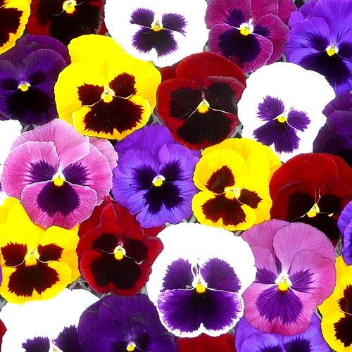 Pansy Colossus Mix Blotch | SCGardenCenterStore