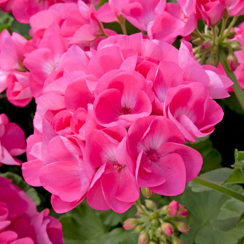 Geranium Zonal Darko Pink | SCGardenCenterStore