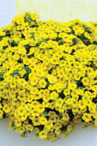 Calibrachoa Celebration Banana | SCGardenCenterStore