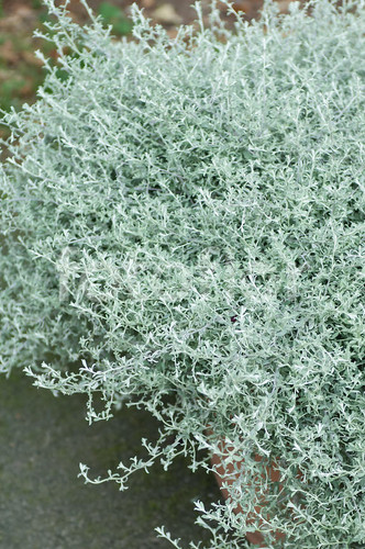 Helichrysum Silver Star | SCGardenCenterStore