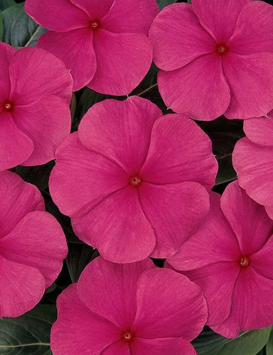 Vinca Punch XP | SCGardenCenterStore