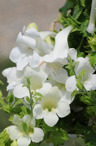 Lophospermum Lofos Compact White | SCGardenCenterStore