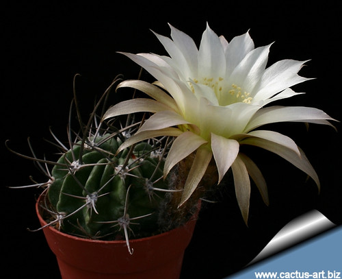 Lobivia Ferox | SCGardenCenterStore