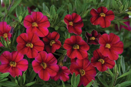 Calibrachoa Noa Red Wine | SCGardenCenterStore