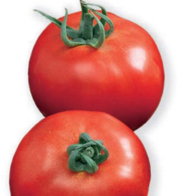 Tomato Primo Red Patio | SCGardenCenterStore
