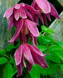 Clematis Alpina Constance | SCGardenCenterStore