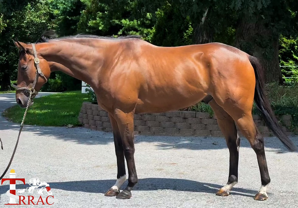 Available Horses | TRRAC