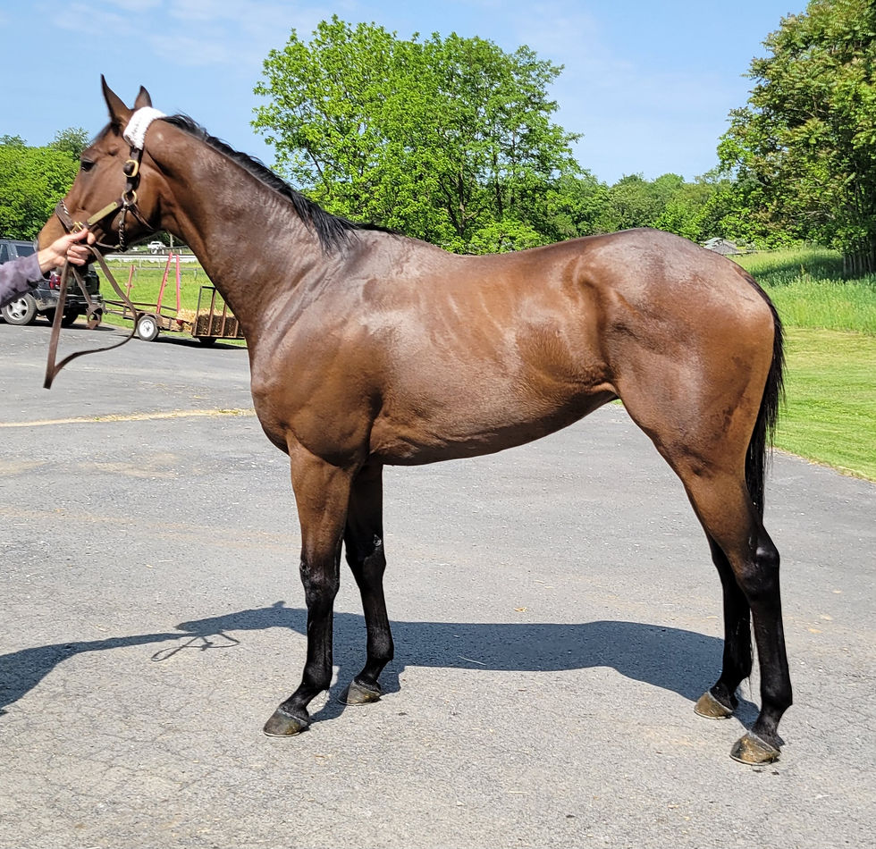 Available Horses | TRRAC