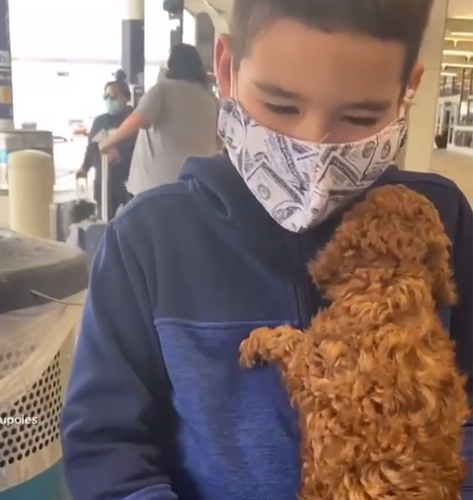 Cooper-Toy Poodle(1136) | Housebreeders